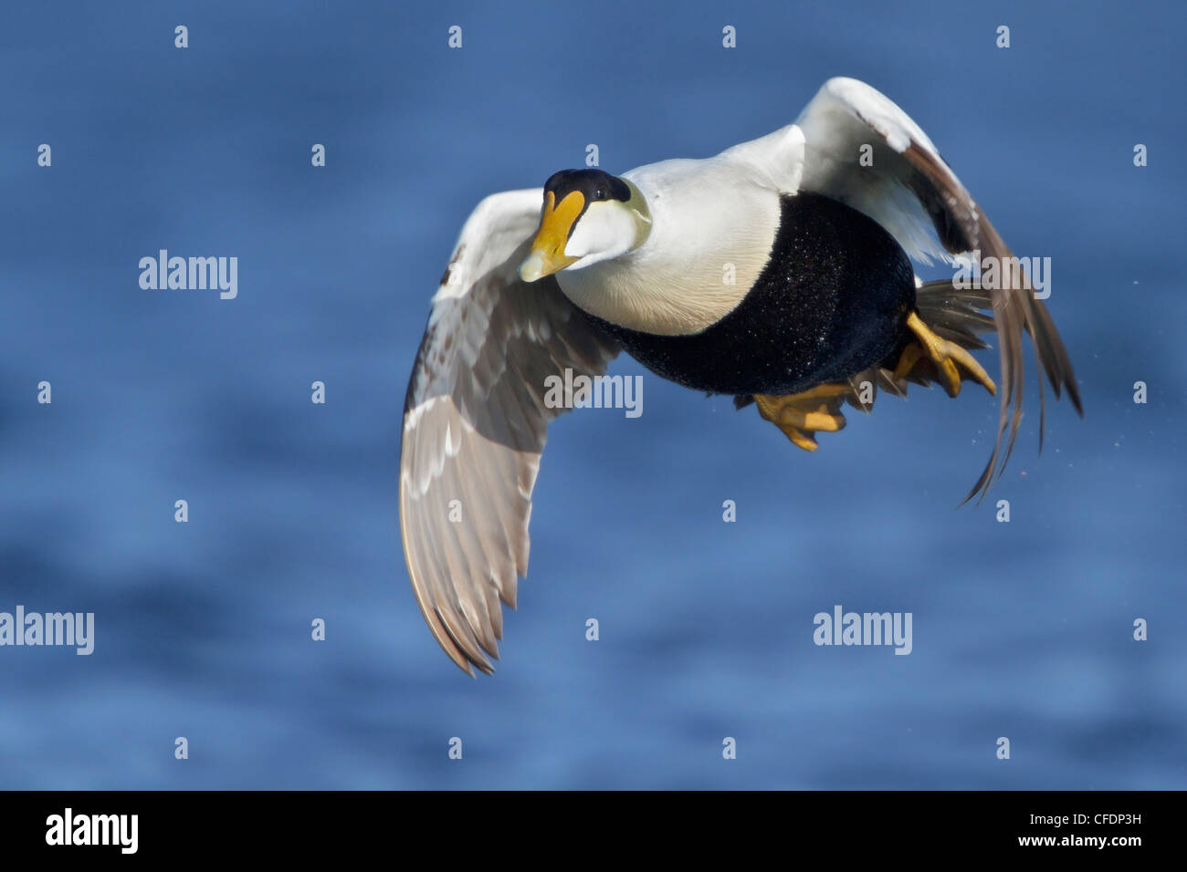 Flying eiders hi-res stock photography and images - Alamy