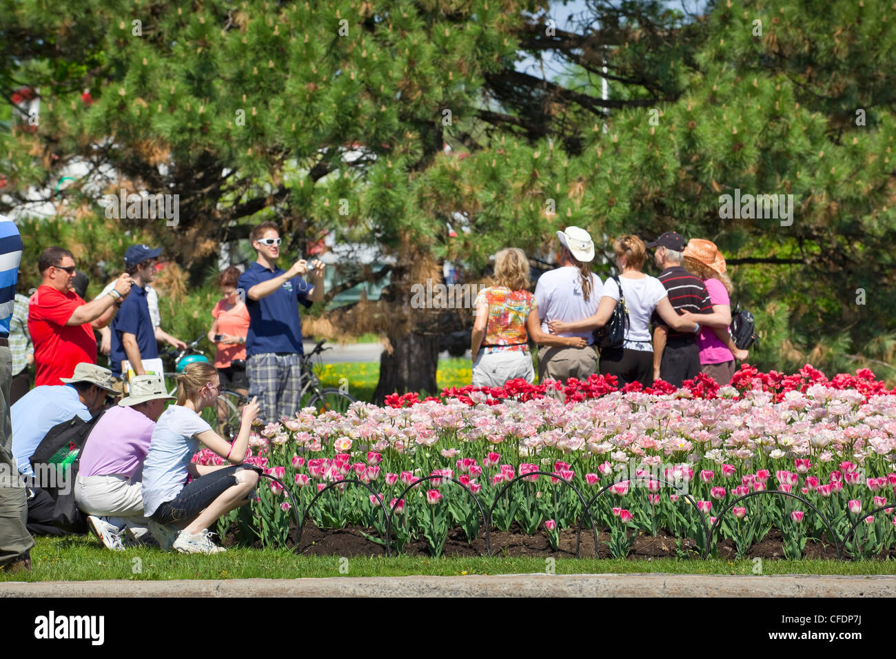 Small crowd of people photographing a tulip bed during the Ottawa Tulip ...