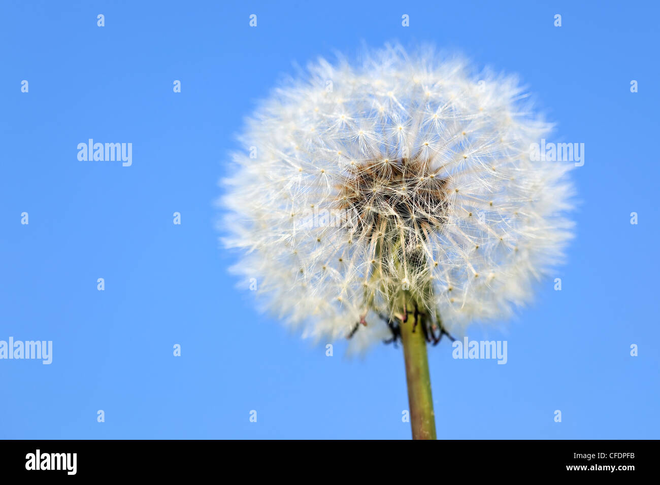 Fuzzy seed heads hi-res stock photography and images - Alamy