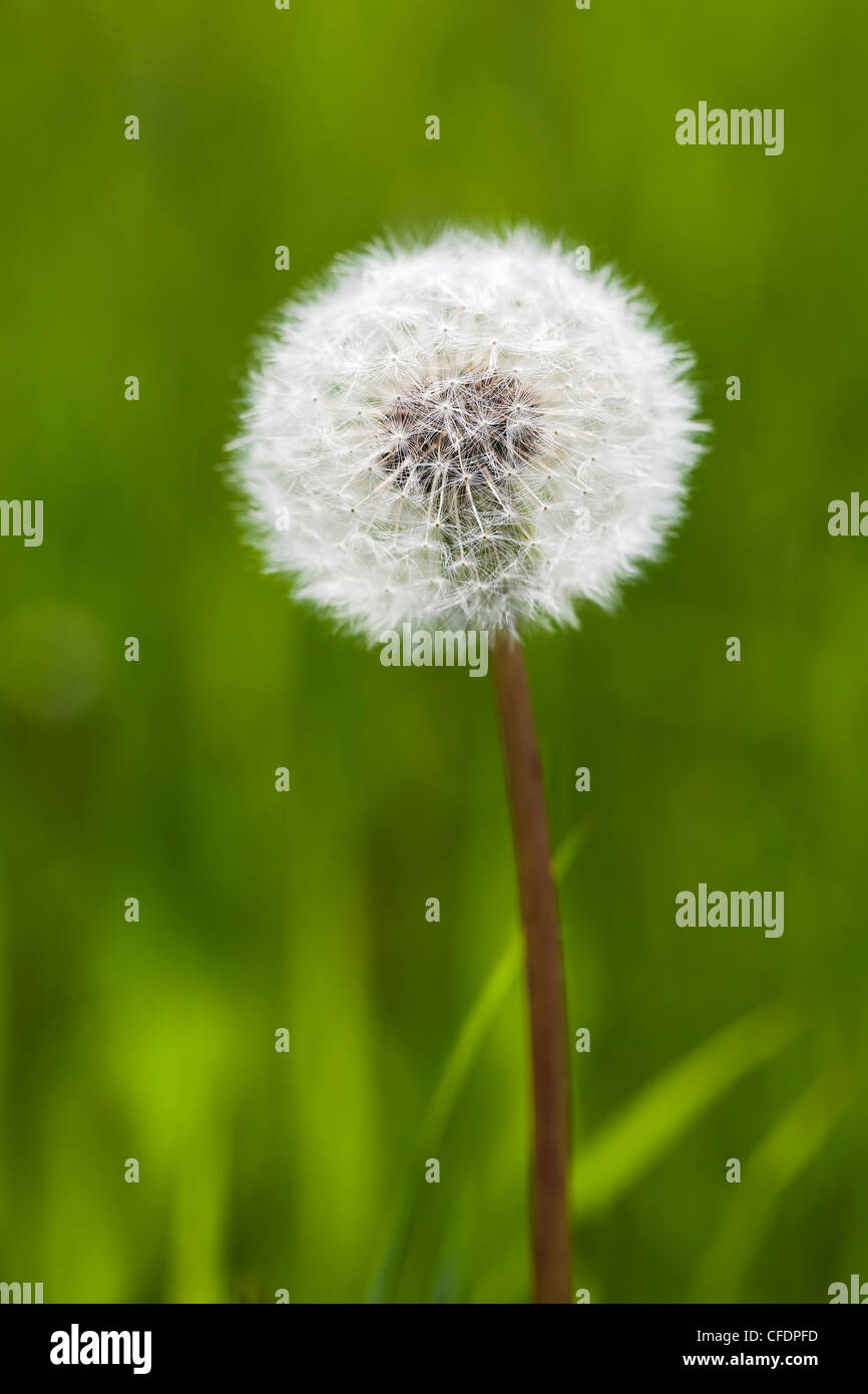 Dandelion seed head Stock Photo - Alamy Dandelion seed head Stock Photo - Alamy