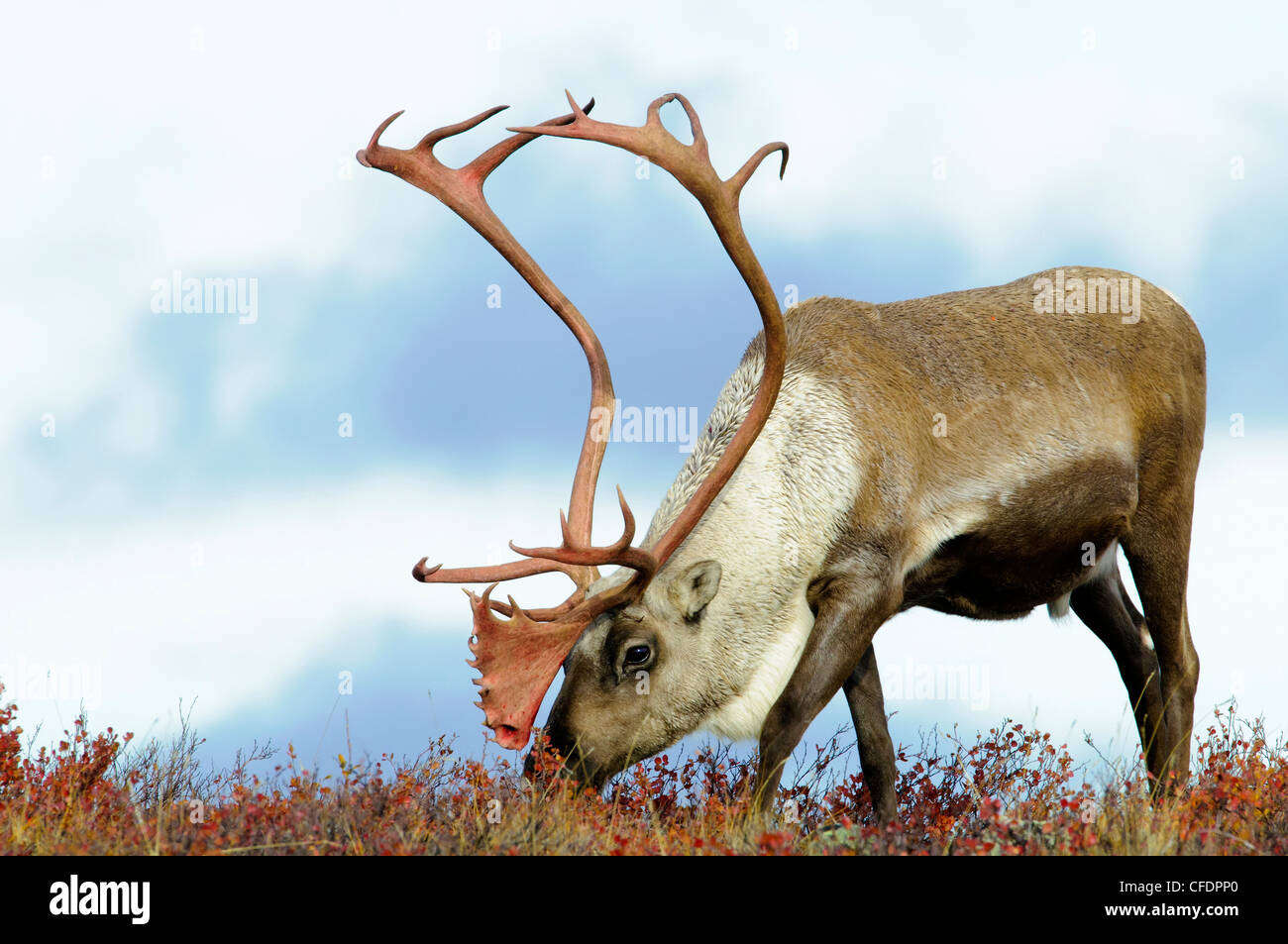 Barrenground caribou bull (Rangifer tarandus), Barrenlands, central ...