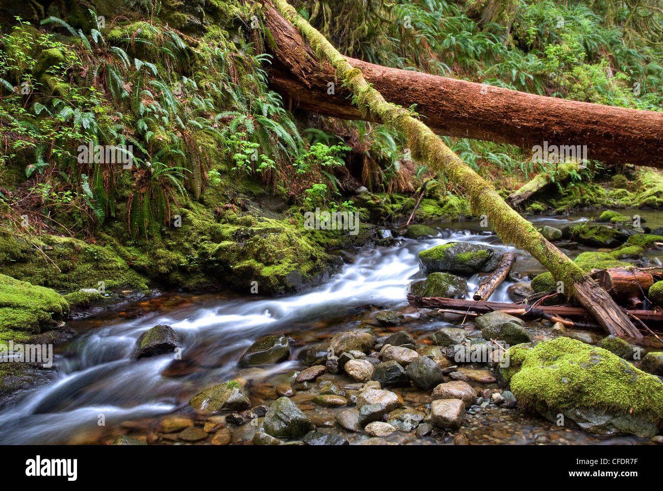 Goldstream River, Goldstream Provincial Park, Vancouver Island, British ...