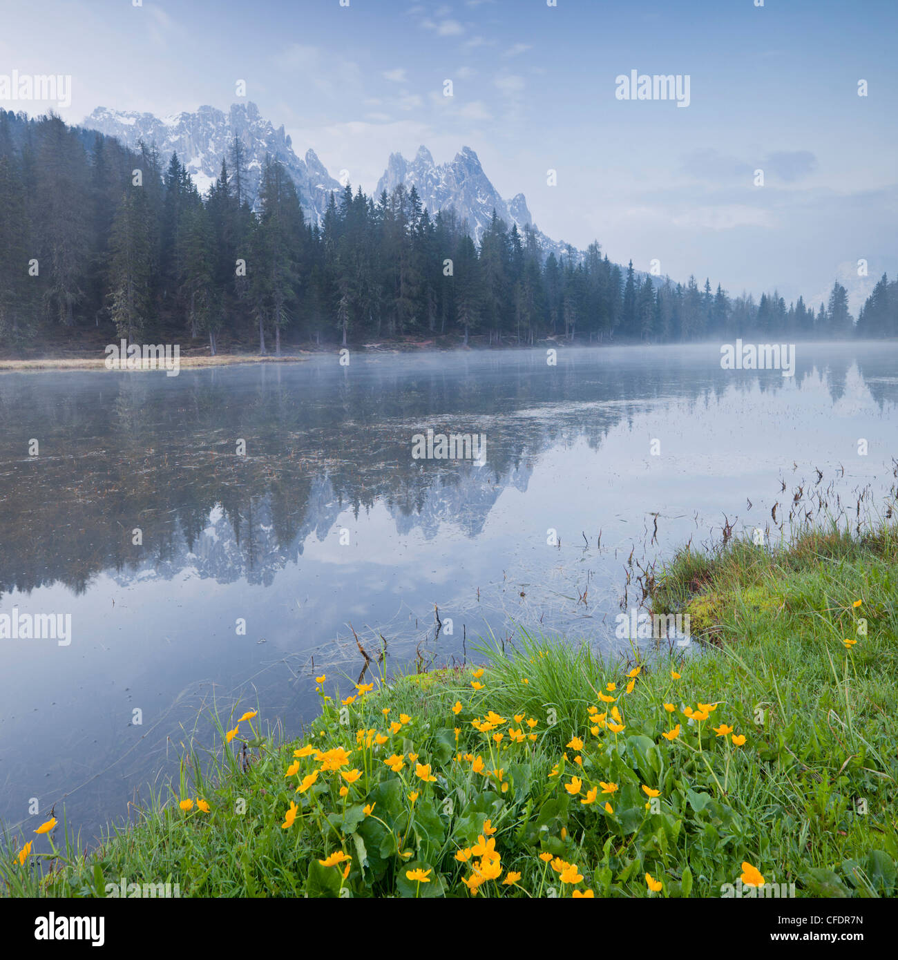 Marsh Marigolds near lake Lago Antorno, Cima Cadini in the background ...