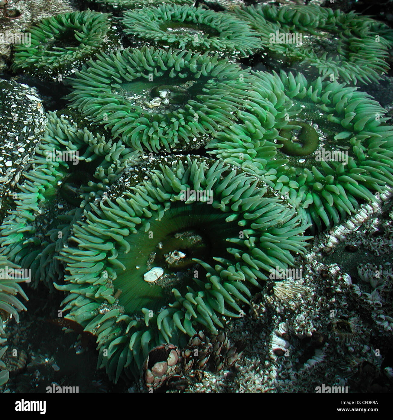 Giant green anemones anthopleura xanthogrammica hi-res stock ...