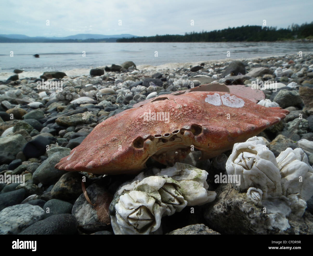 The shell of a red rock crab (Cancer productus) Patricia Bay, Vancouver ...