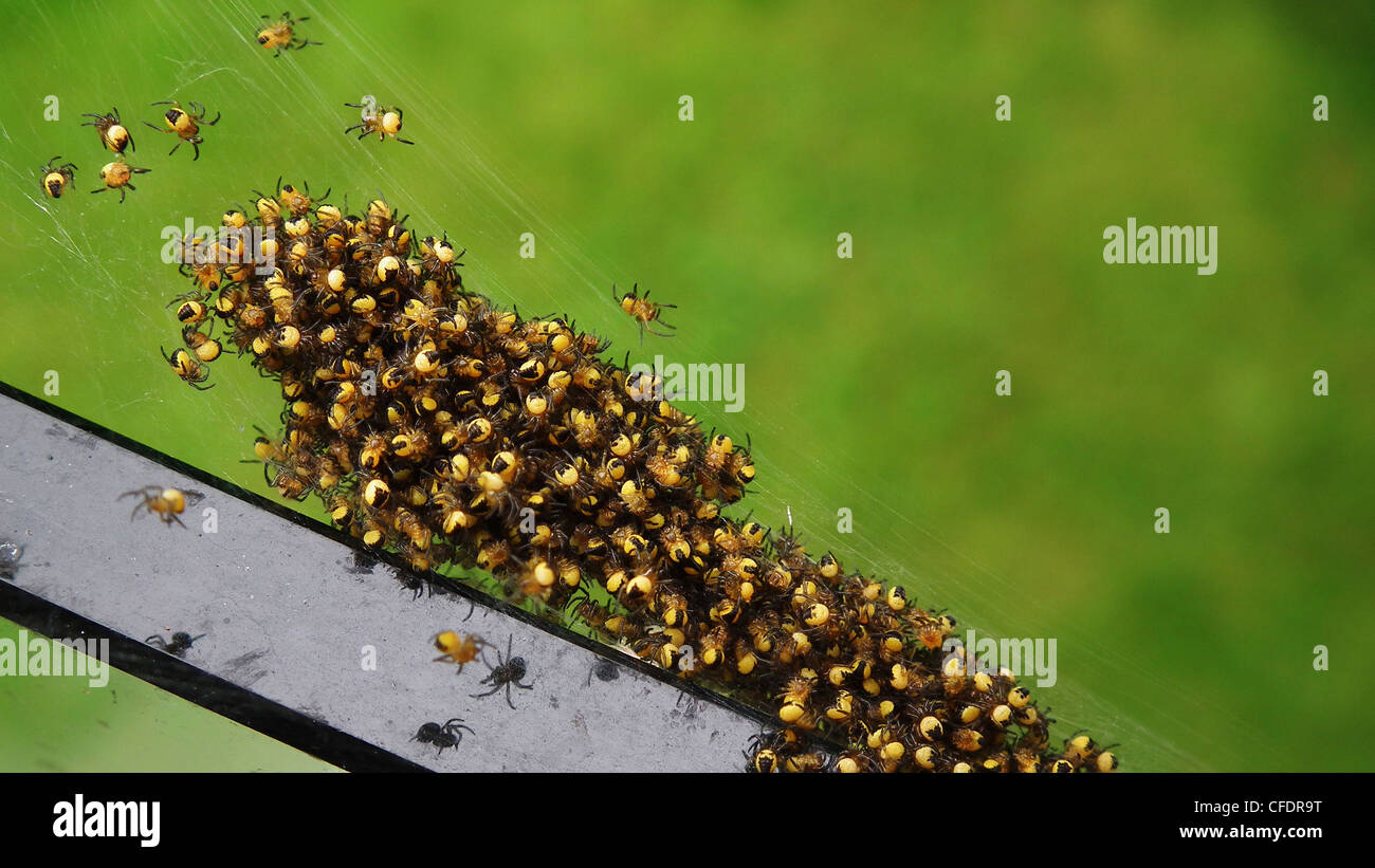 British spiders hi-res stock photography and images - Alamy