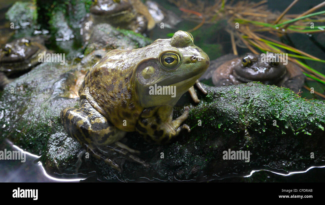 The bullfrog (Rana catesbeiana) is an invasive species on Vancouver ...