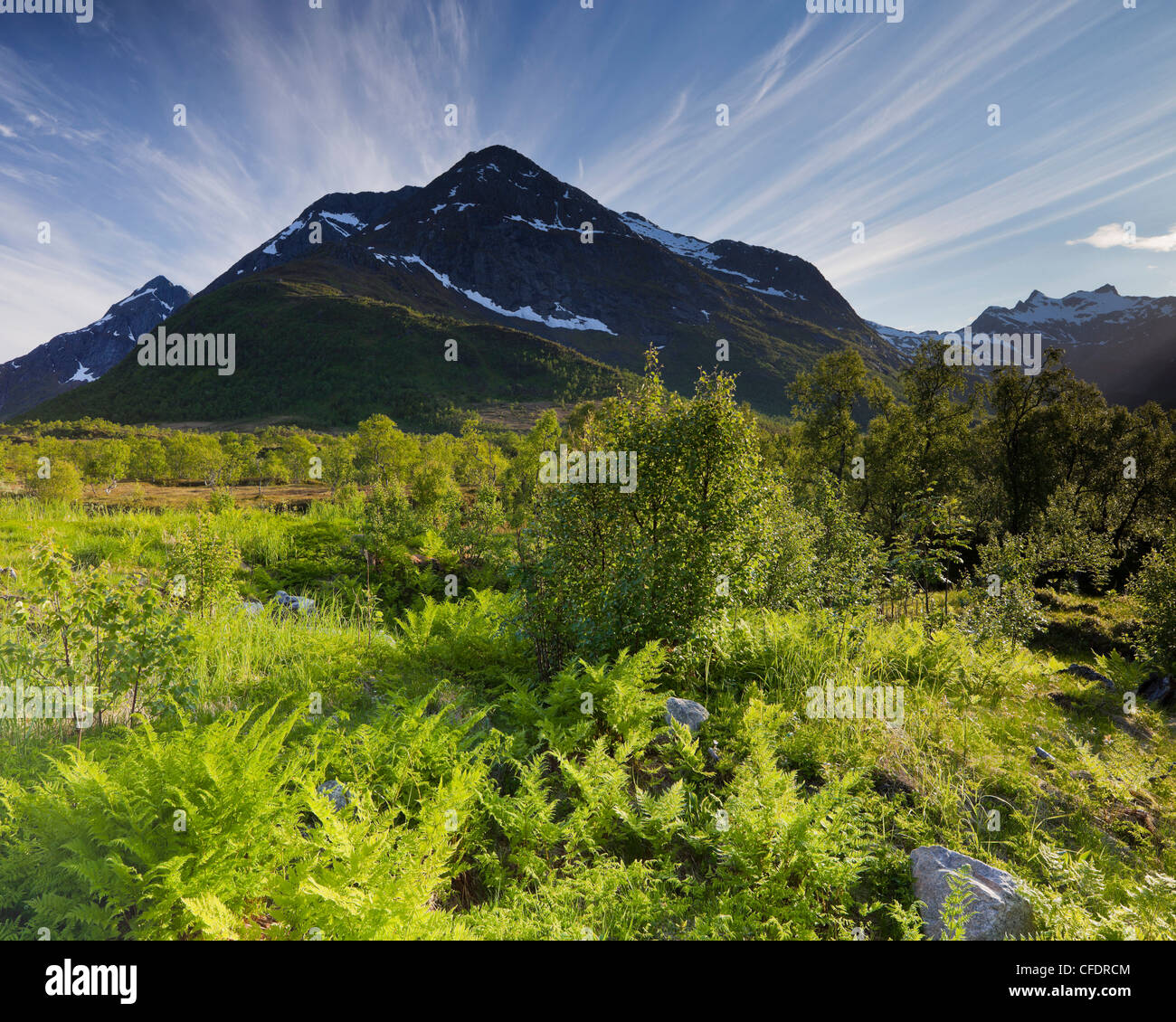 Ferns at Botntindan, Hinnoya, Nordland, Norway Stock Photo - Alamy