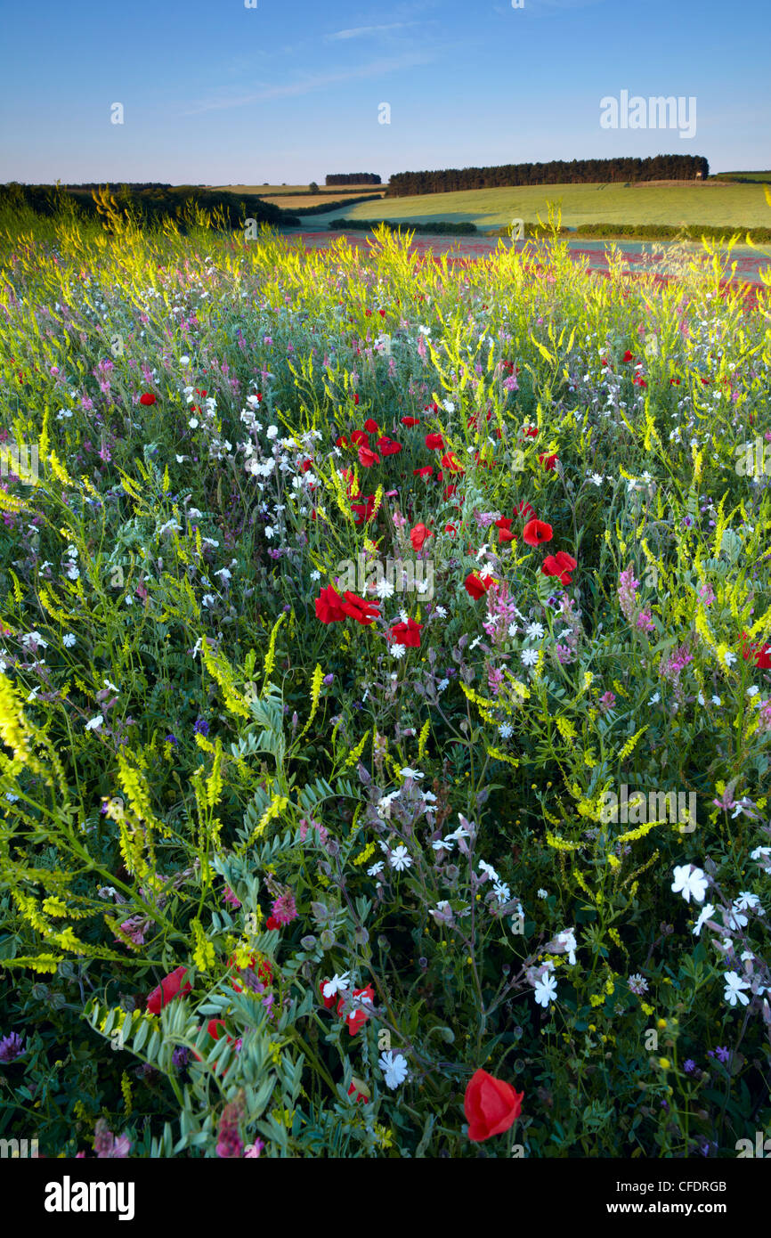 Dawn view of the North Norfolk countryside showing a beautiful field of ...
