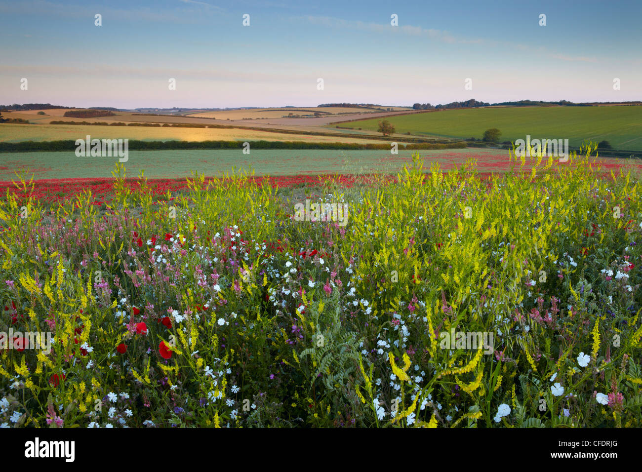 A beautiful field of wild flowers and poppies on a summer morning near ...
