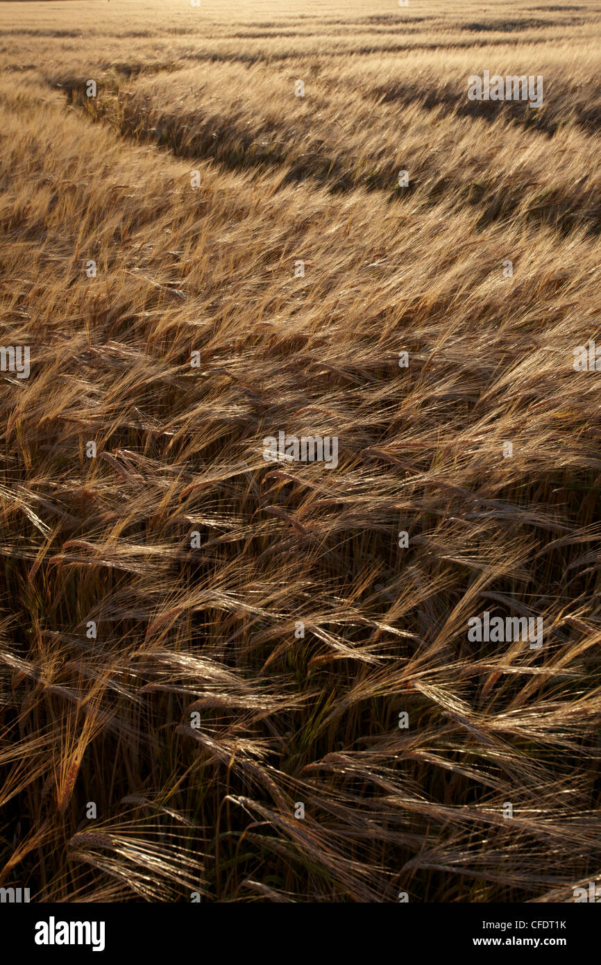 Barley_field hi-res stock photography and images - Alamy
