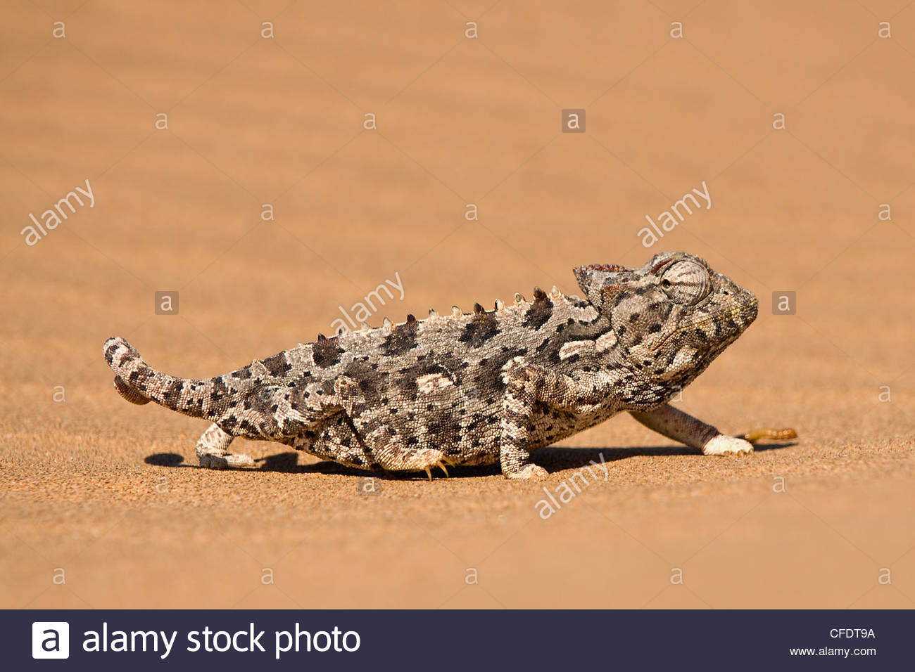 Namaqua Chameleon Chamaeleo Namaquensis Stock Photos & Namaqua ...