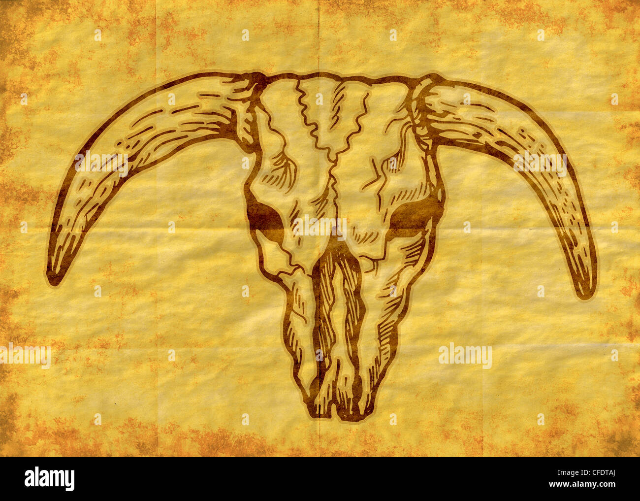 illustration drawing of a skull of a Texas longhorn bull viewed from ...