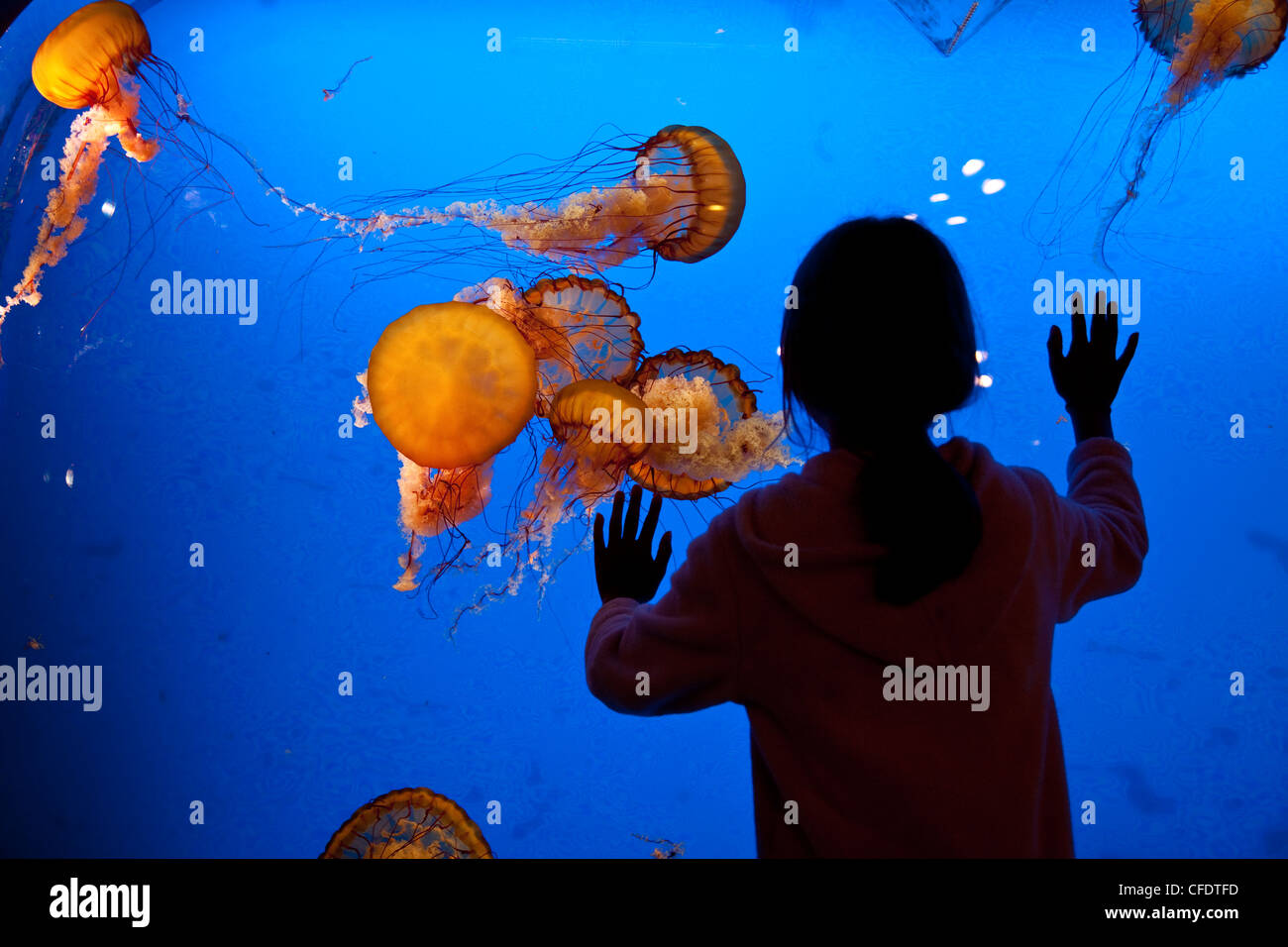 Young girl observes Jellyfish display at Shaw Ocean Discovery Centre ...
