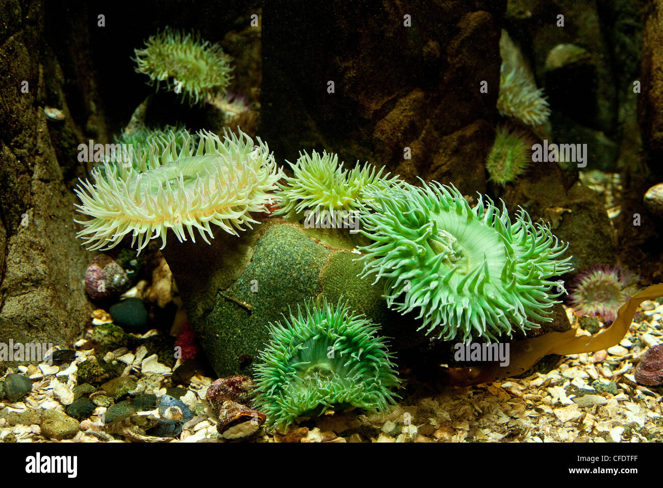 Shaw ocean discovery centre aquarium hi-res stock photography and ...