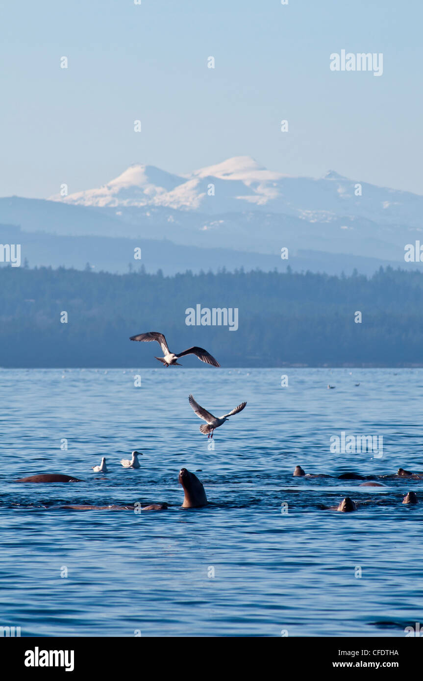 Stellar's seagull hi-res stock photography and images - Alamy