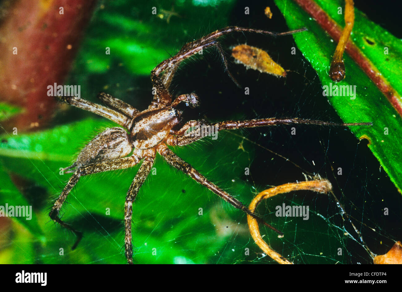 Rabid Wolf Spider (Lycosa rabida Stock Photo - Alamy