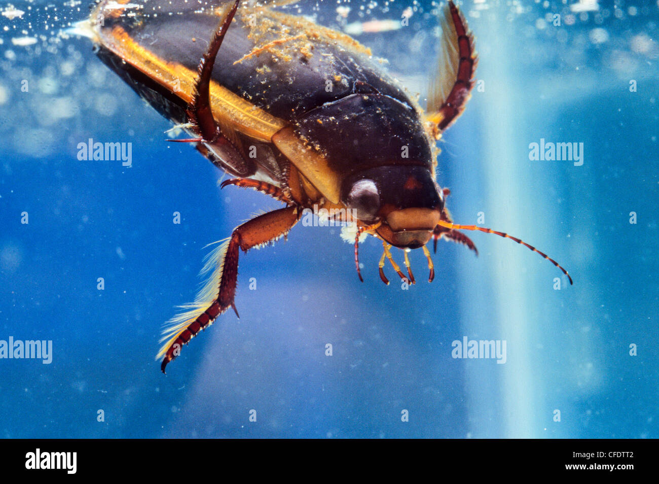 Large Diving Beetle (Dytiscus spp Stock Photo - Alamy