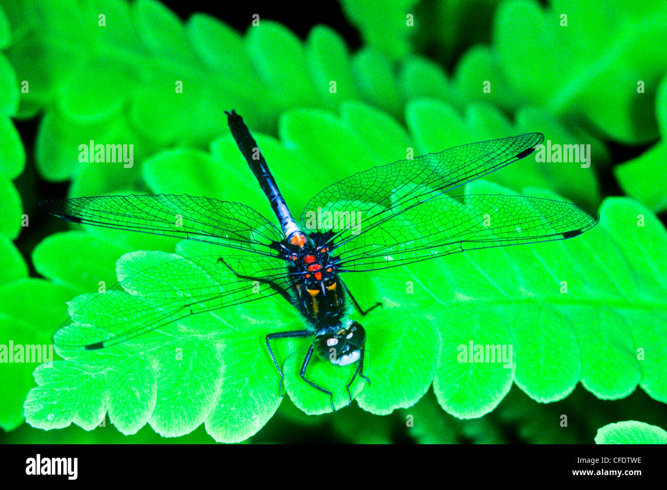 Aksnake hi-res stock photography and images - Alamy