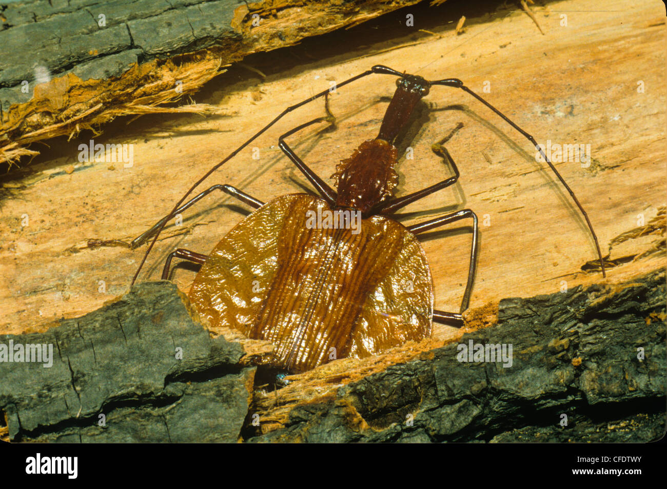 Bark cockroach hi-res stock photography and images - Alamy
