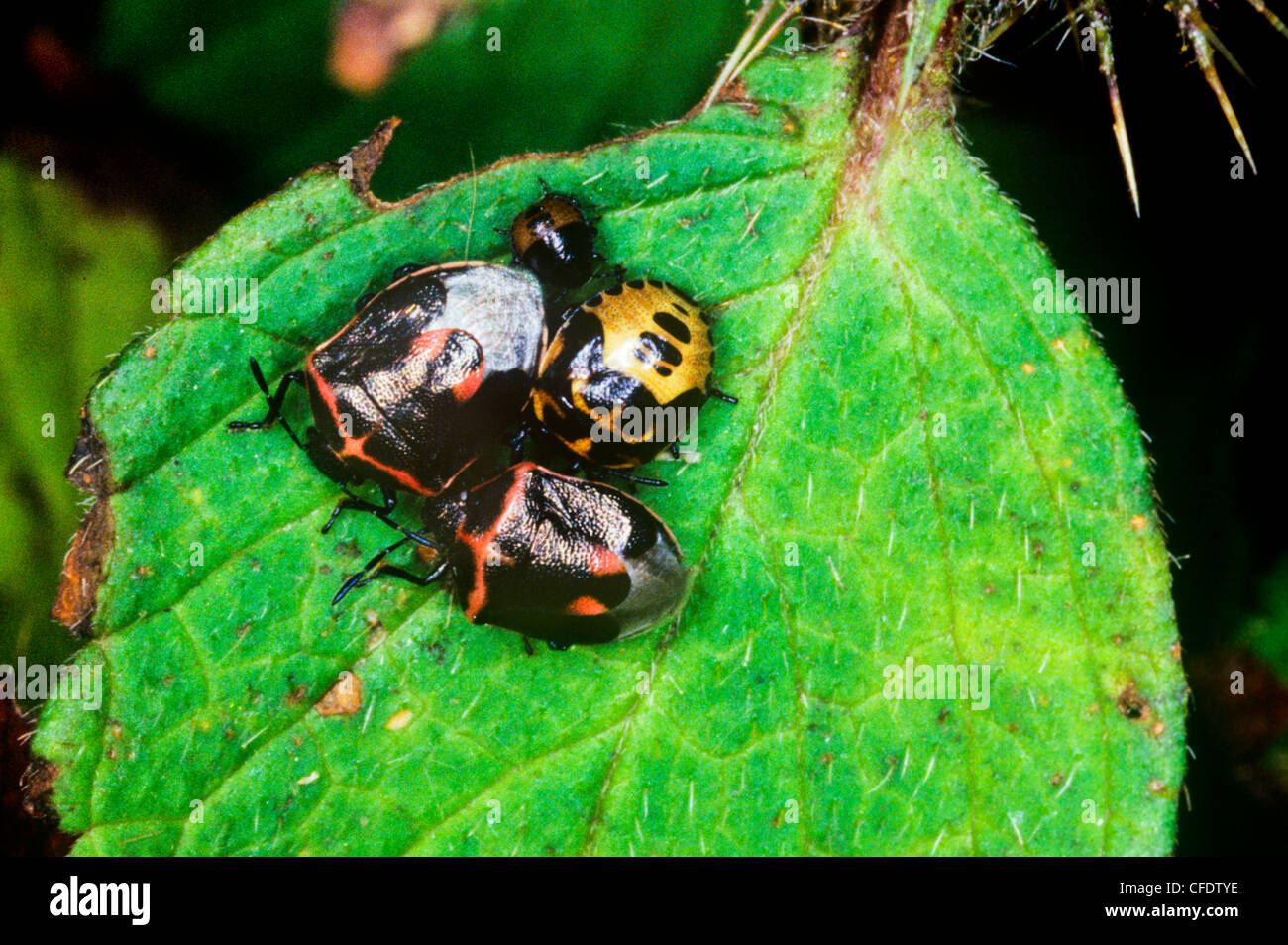 Wee Harlequin Bug (Cosmopepla bimaculata Stock Photo - Alamy