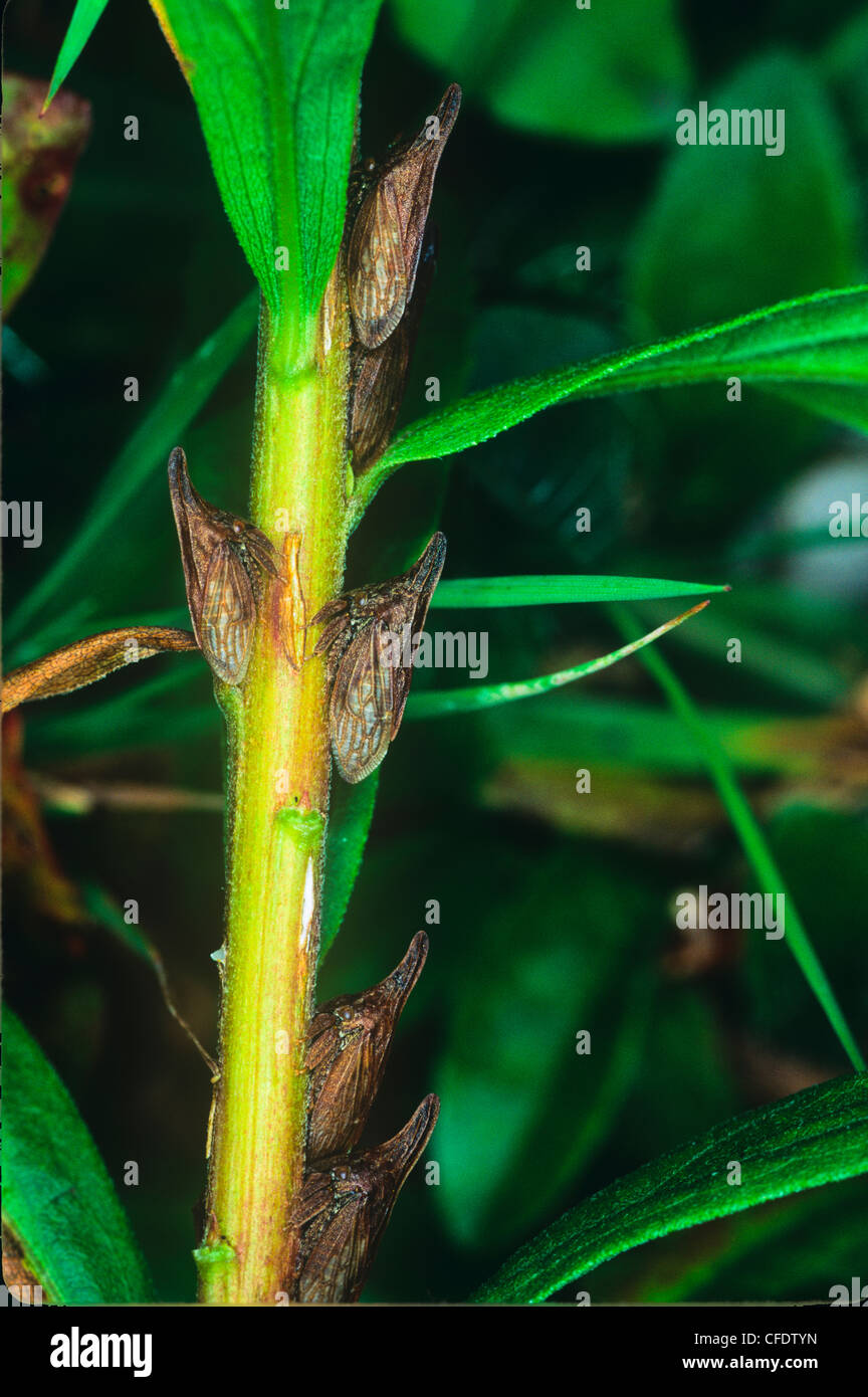 Thorn-mimic Treehopper (Campylenchia latipes Stock Photo - Alamy