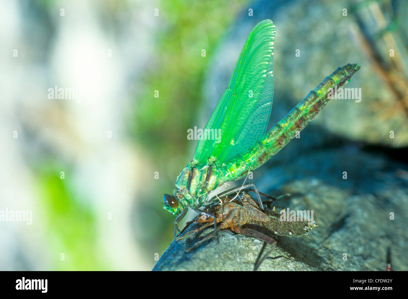 Common green darner dragonfly anax hi-res stock photography and images ...