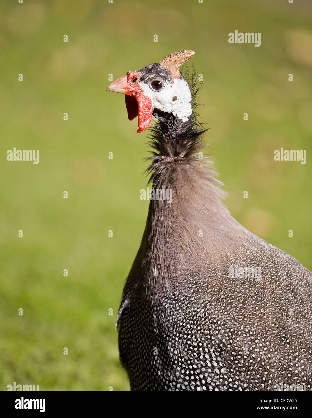 Turkey close up Stock Photo - Alamy