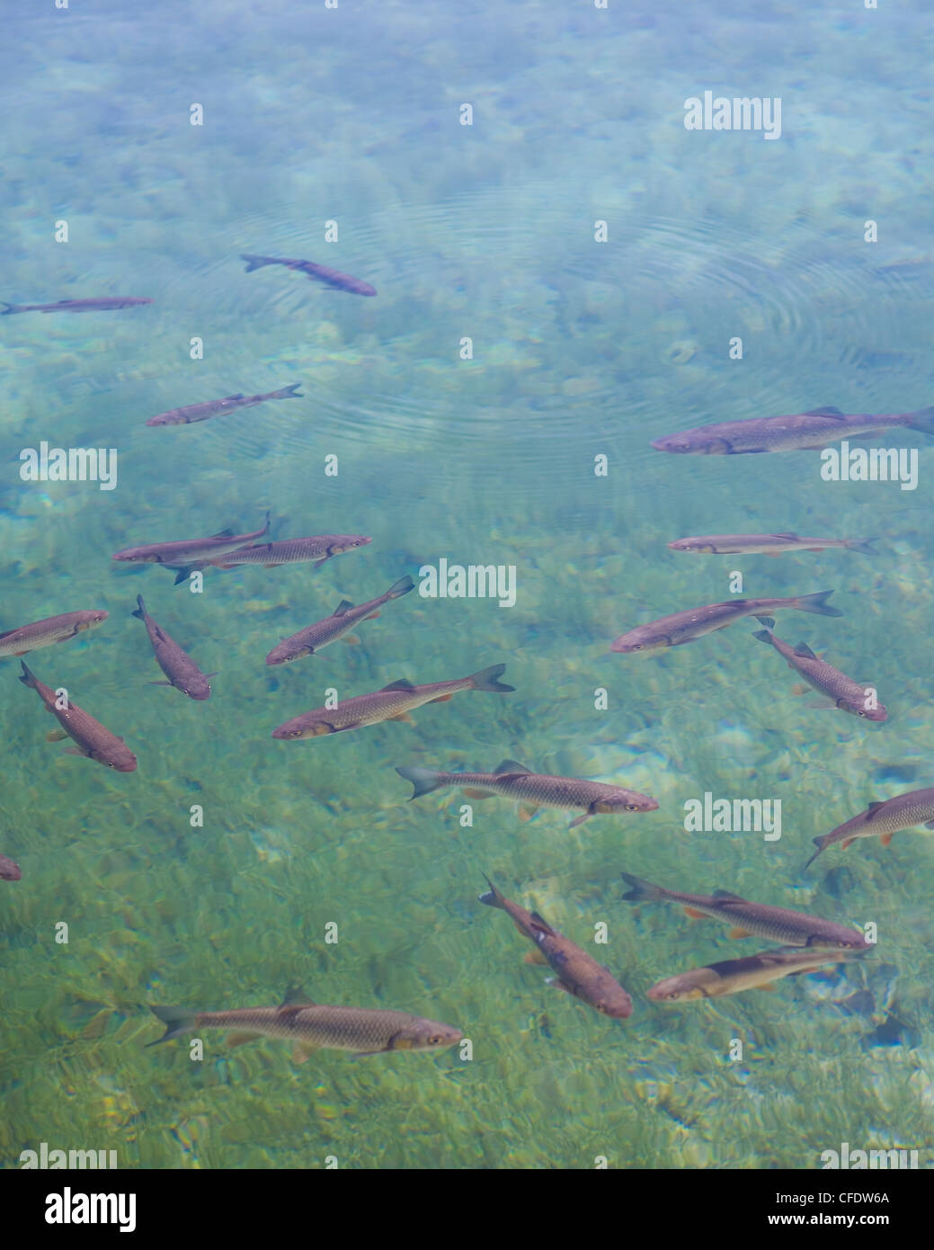 Trout swimming in the clear waters of Gradinsko Lake, Plitvice Lakes ...