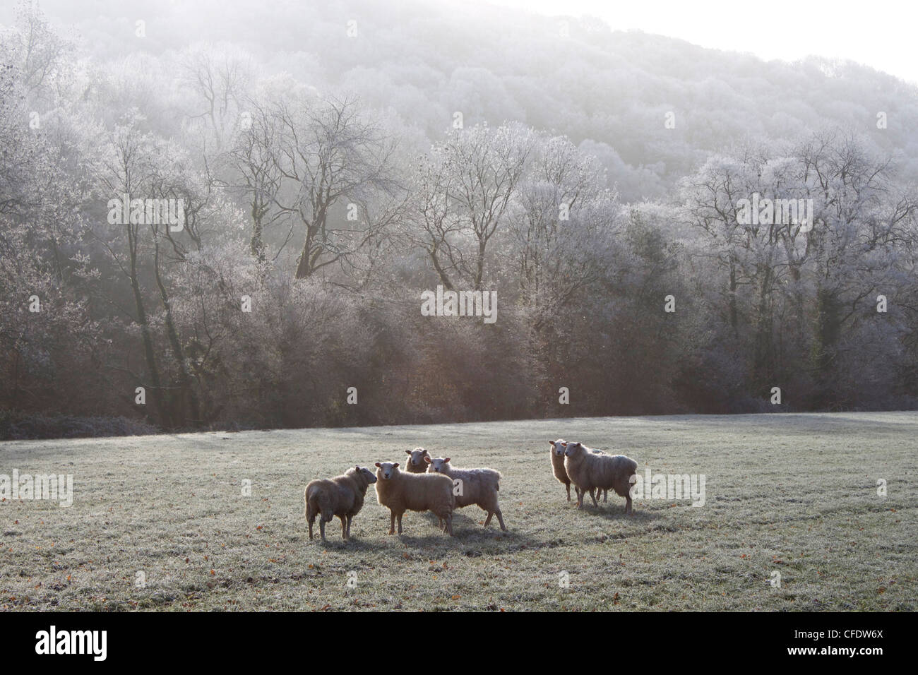 Devon sheep hi-res stock photography and images - Alamy