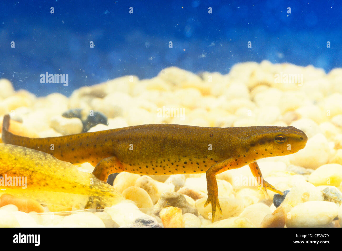 (Notophthalmus perstriatus), Eastern Newt, Red-spotted Newt Stock Photo ...