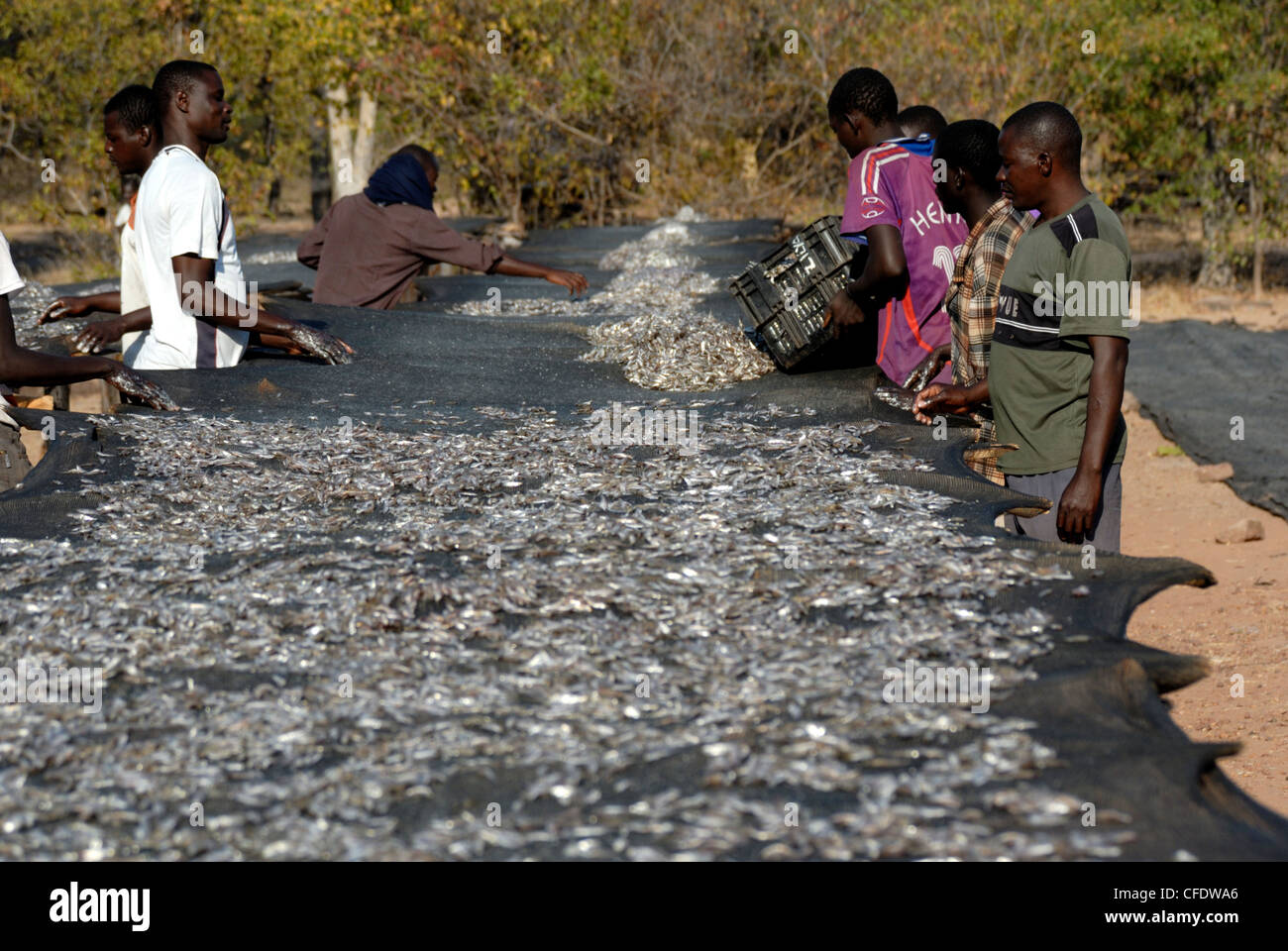 Kapenta drying, Lake Kariba, Zimbabwe, Africa Stock Photo - Alamy