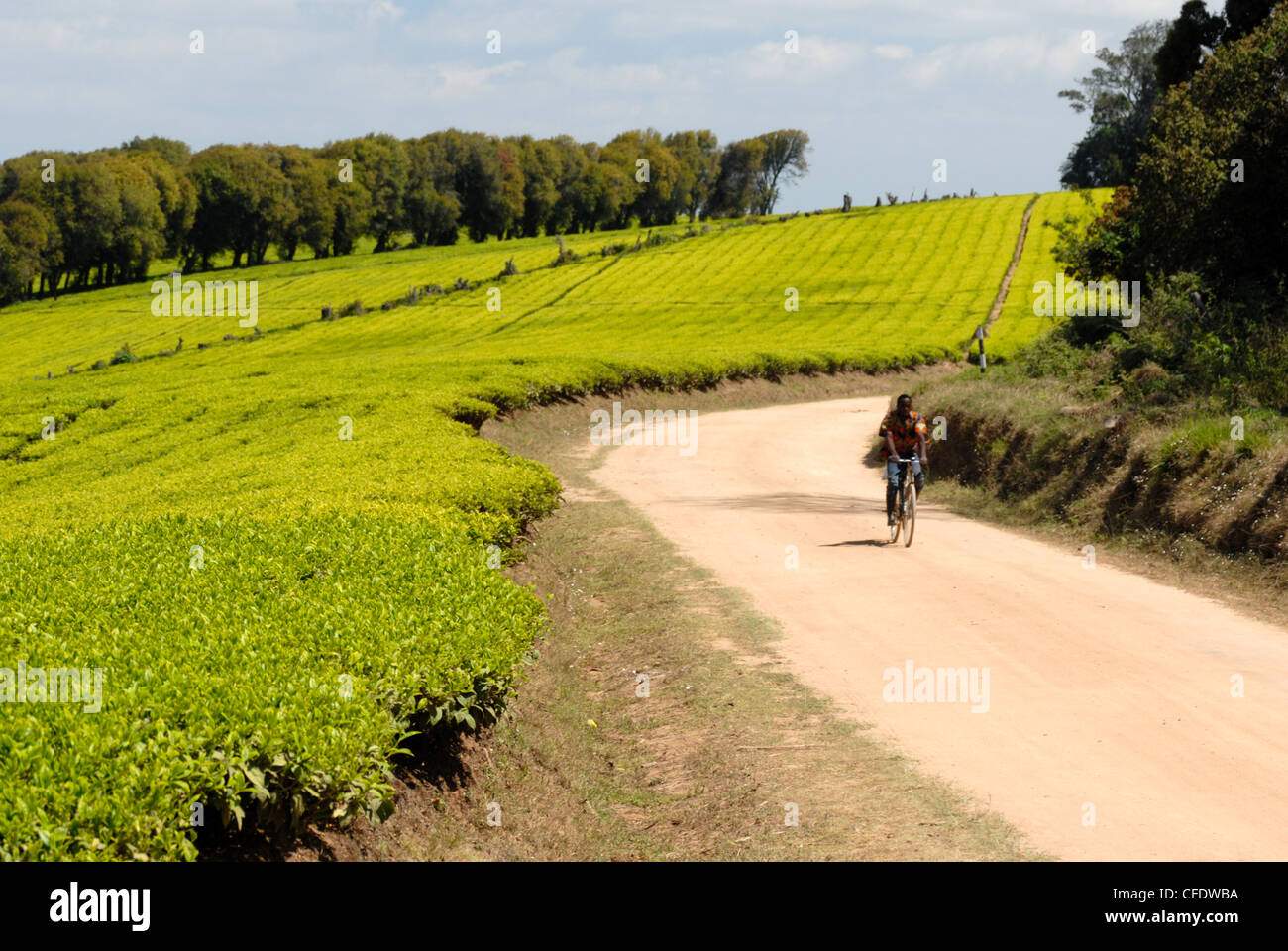 Tea plantation, Mufindi, Tanzania, East Africa, Africa Stock Photo - Alamy