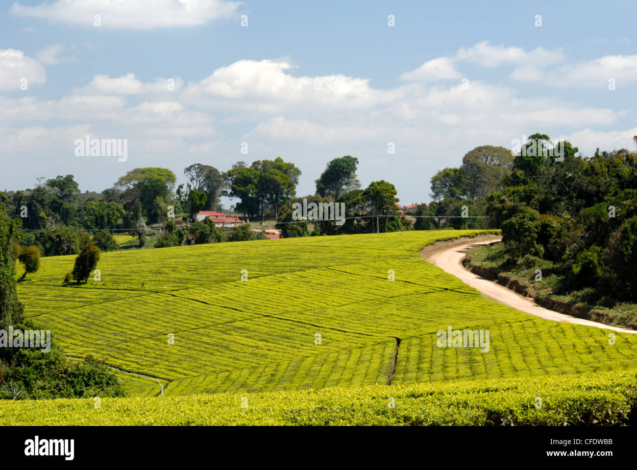 Tea Plantation East Africa High Resolution Stock Photography and Images ...