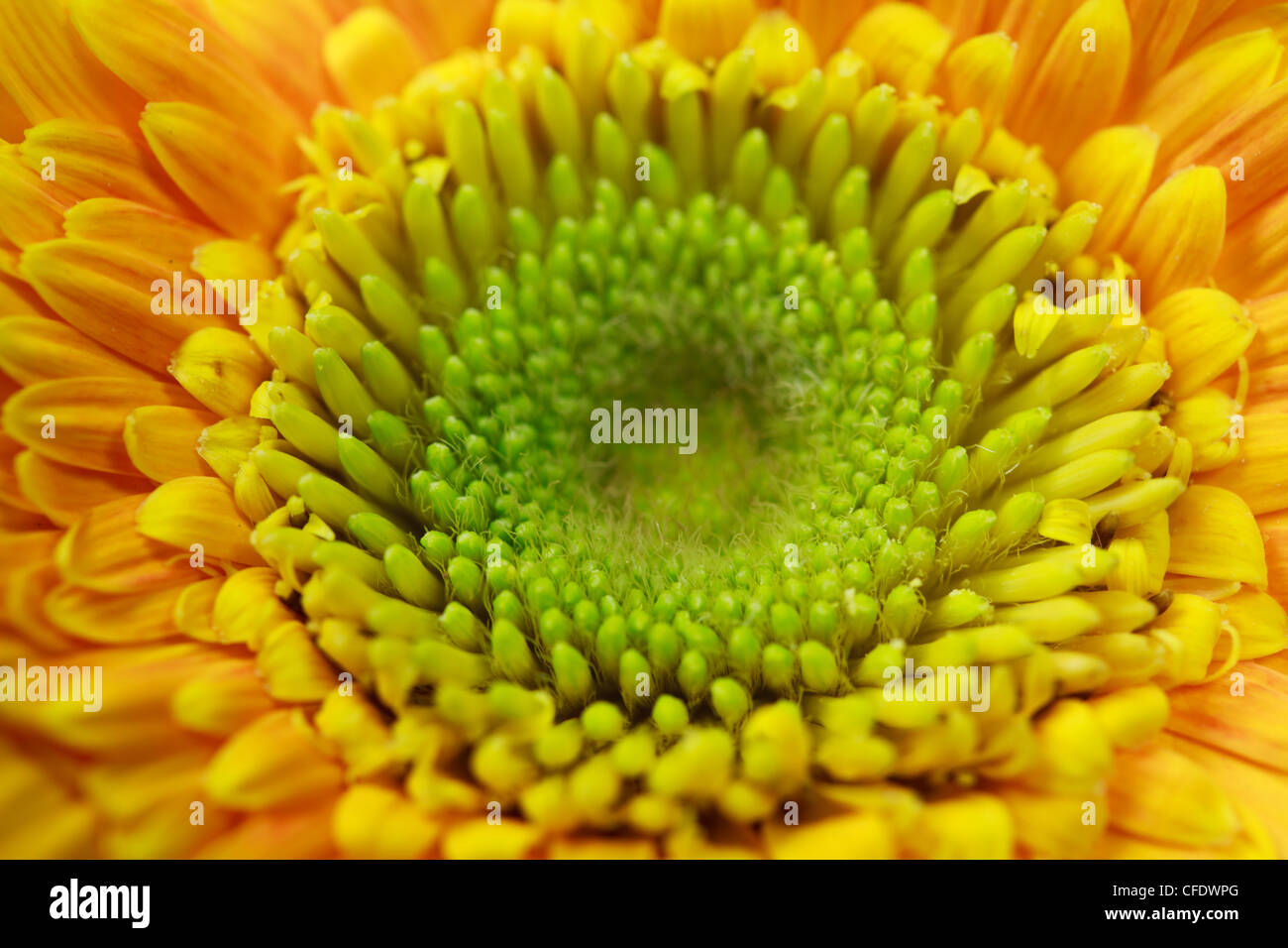 yellow gerbera flower Stock Photo - Alamy