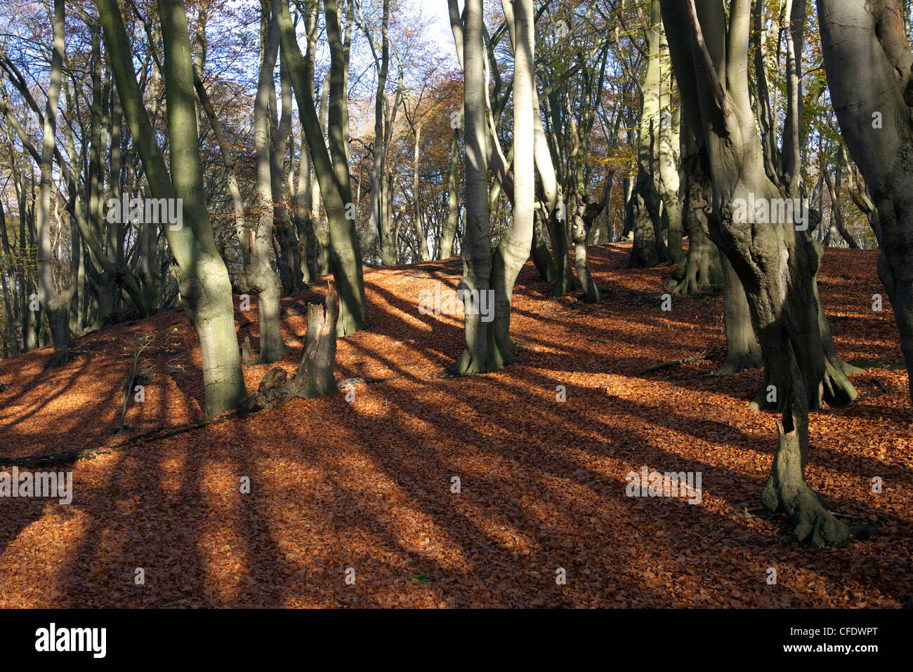 Epping Essex High Resolution Stock Photography and Images - Alamy