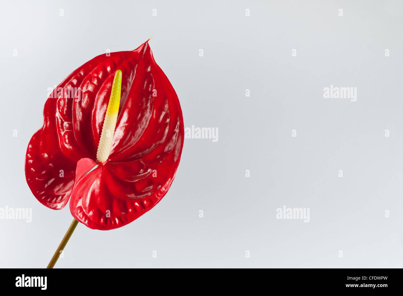 red flamingo flower Stock Photo - Alamy