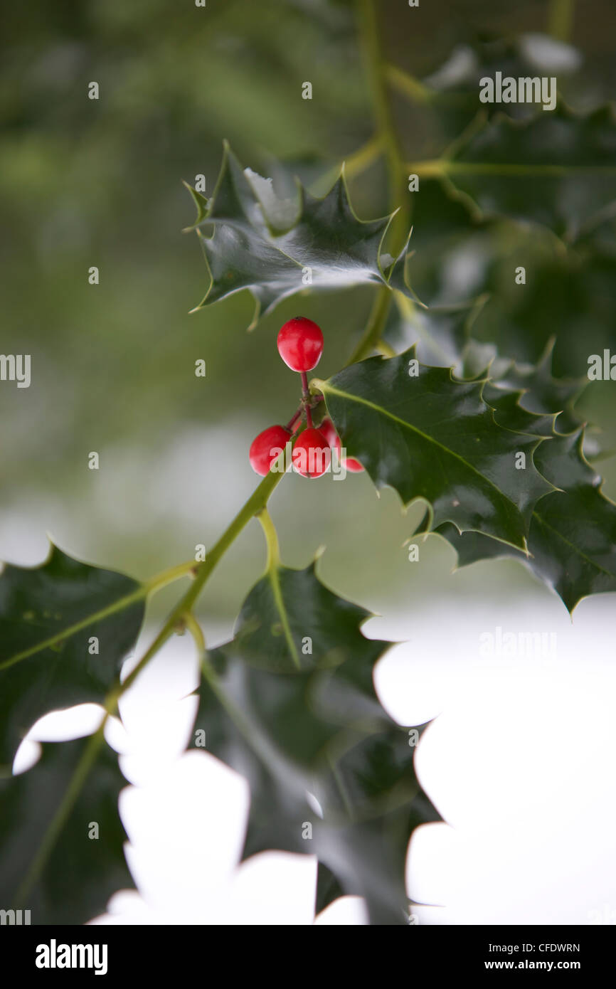 Holly tree uk winter hi-res stock photography and images - Alamy