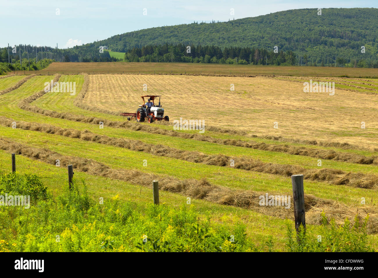 Swathing hay hi-res stock photography and images - Alamy