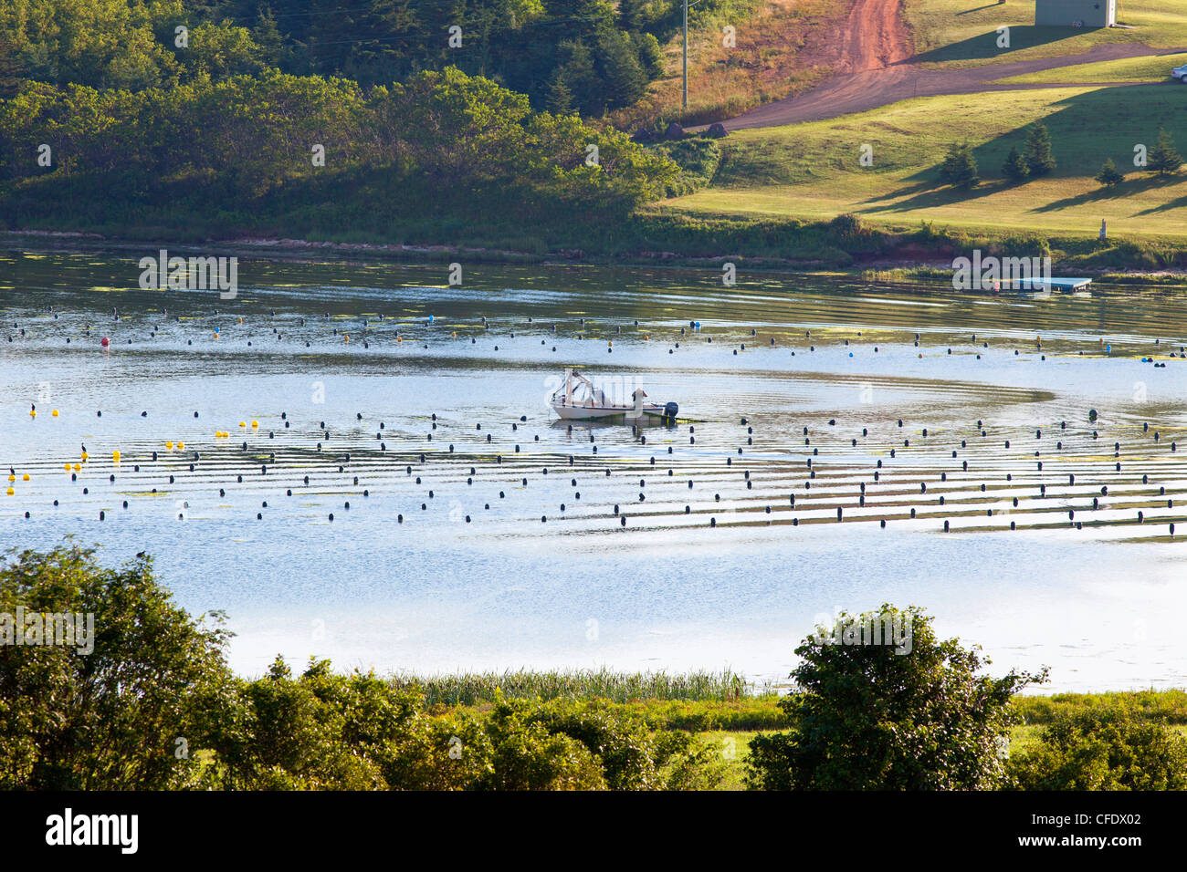 Mussel culture, French River, Prince Edward Island, Canada Stock Photo ...