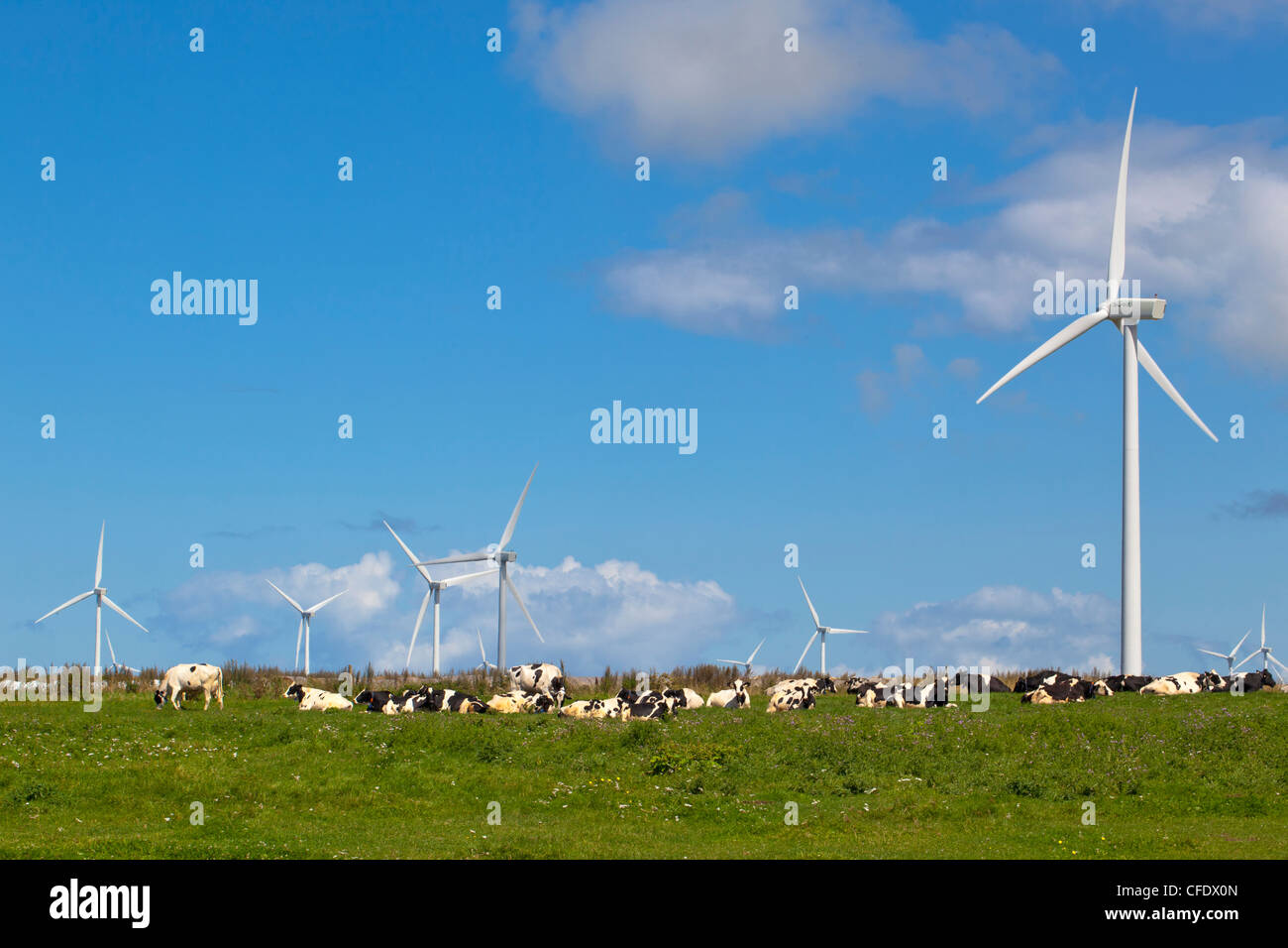 Wind turbines and baled hay, West Cape, Prince Edward Island, Canada ...