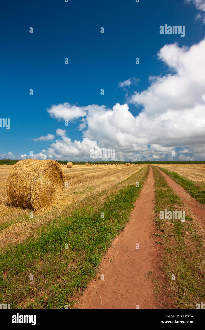 Skinners pond hi-res stock photography and images - Alamy