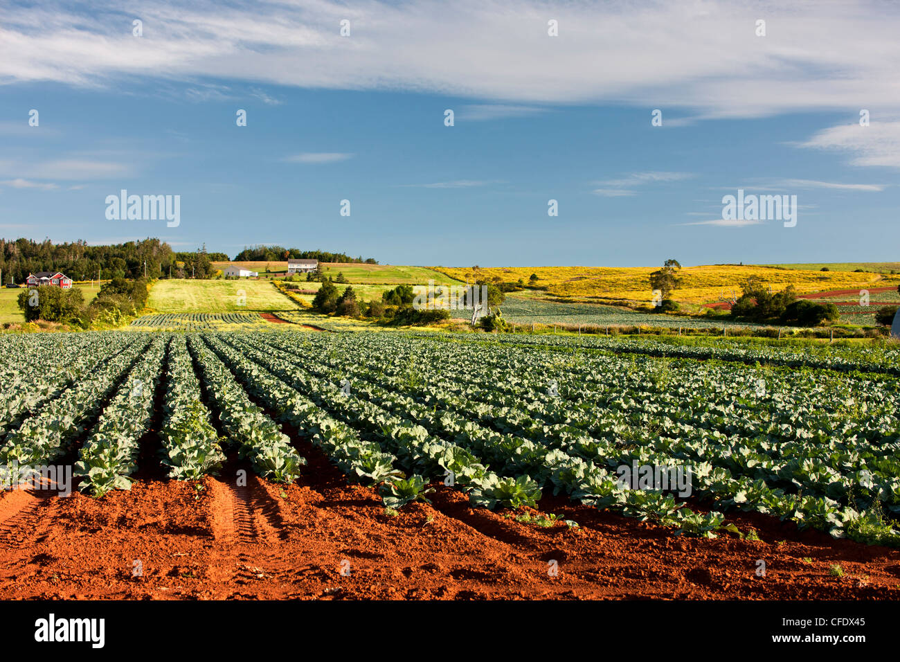 Cabbage crop, Pownal, Prince Edward island, Canada Stock Photo - Alamy