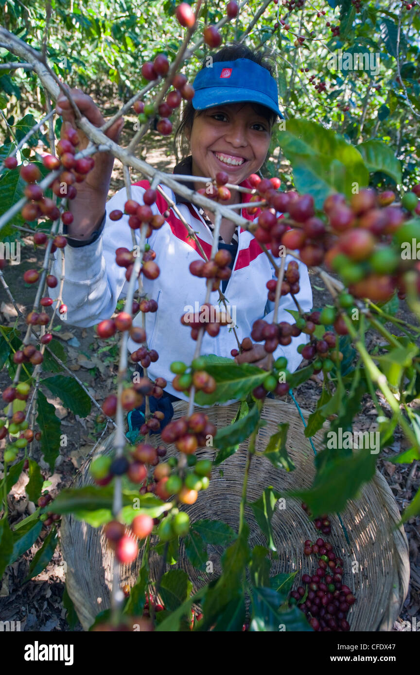 Coffee picker hi-res stock photography and images - Alamy