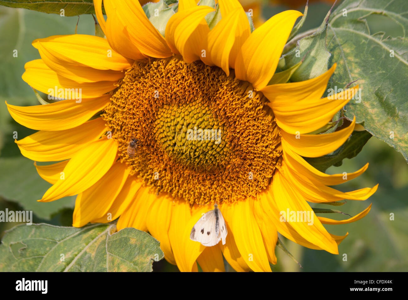 Fall sunflower field hi-res stock photography and images - Alamy