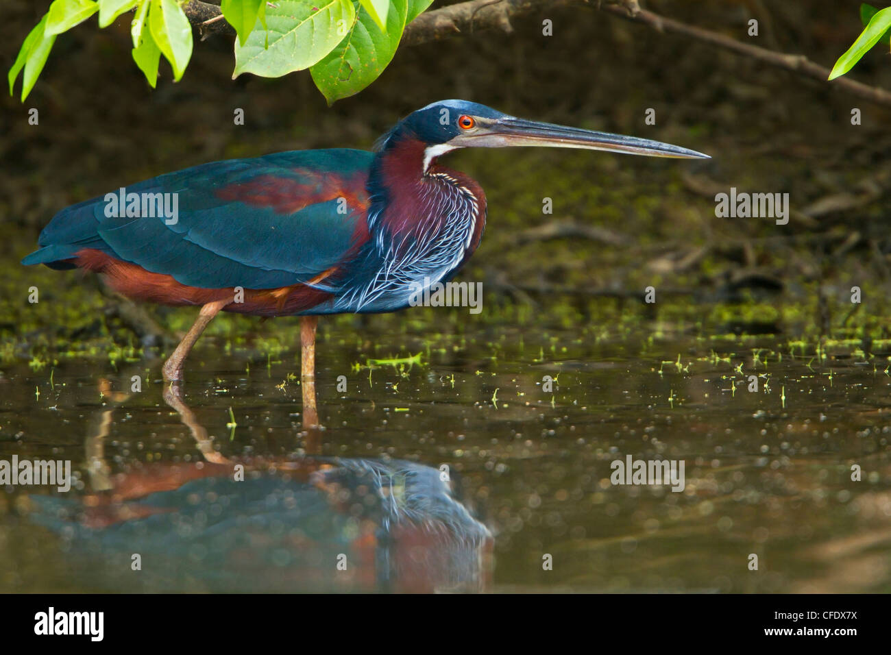 Agamiagami hi-res stock photography and images - Alamy