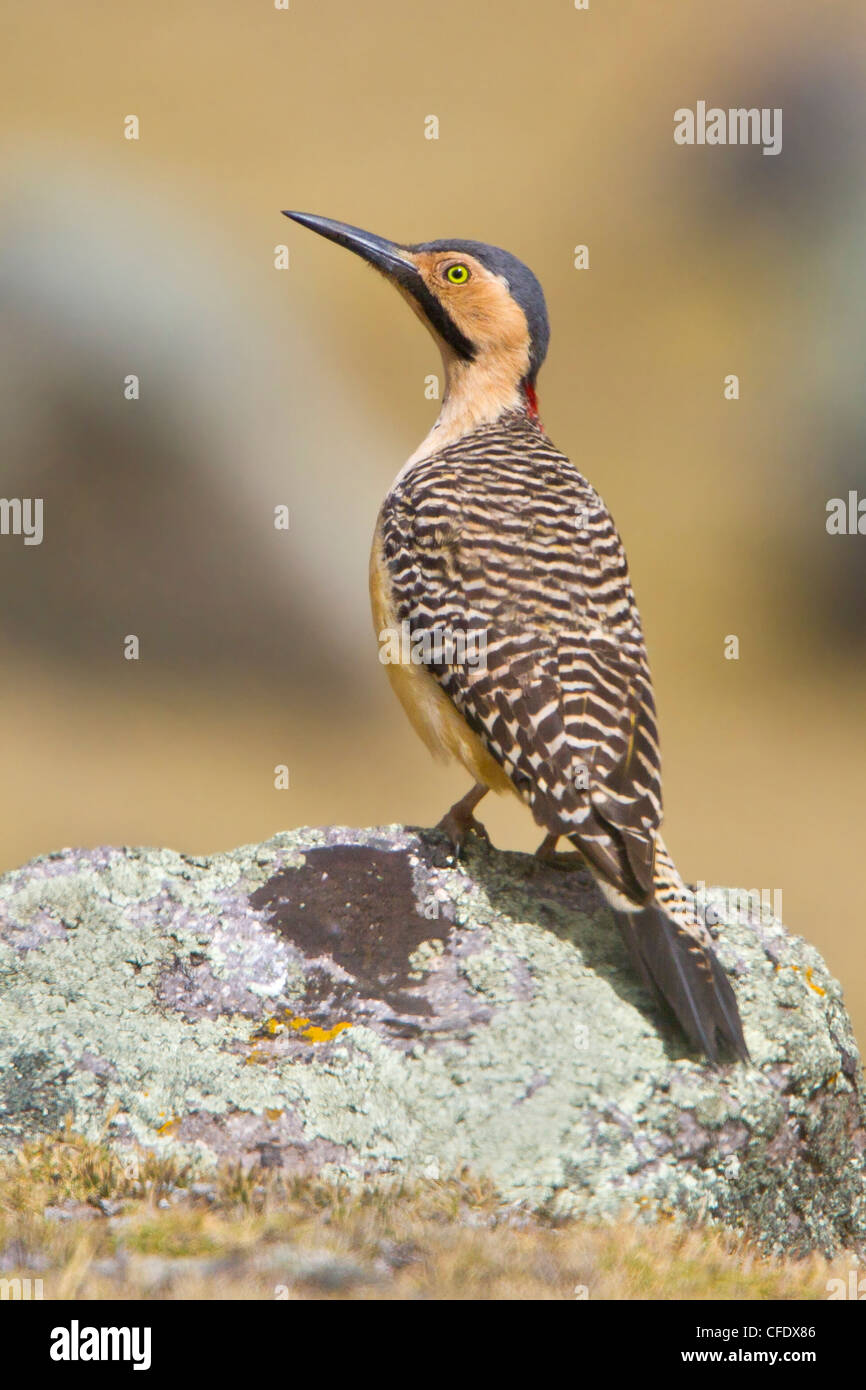 Rupicola hi-res stock photography and images - Alamy