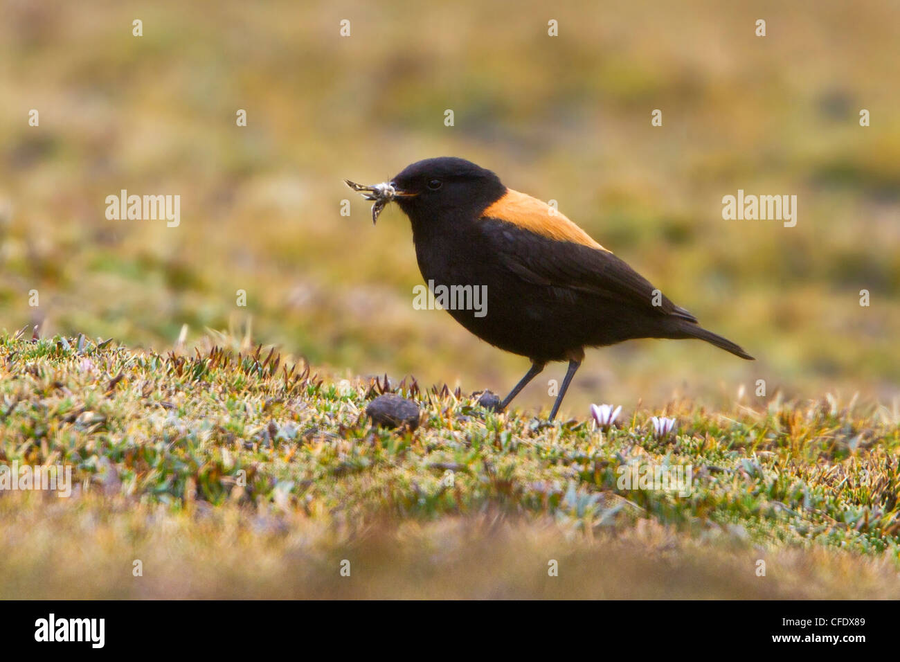 Lessonia oreas hi-res stock photography and images - Alamy