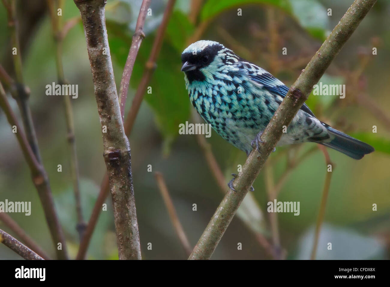 Beryl spangled tanager hi-res stock photography and images - Alamy