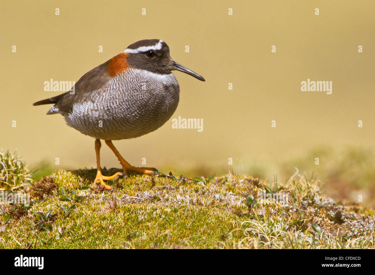 Diademed sandpiper plover hi-res stock photography and images - Alamy
